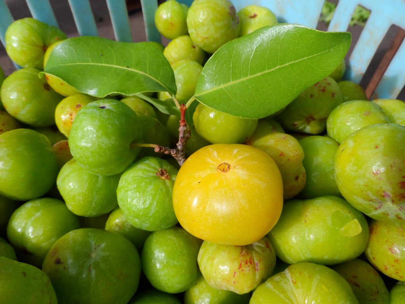Cagaita [Eugenia dysenterica (Mart.) DC.] | A planta da vez
