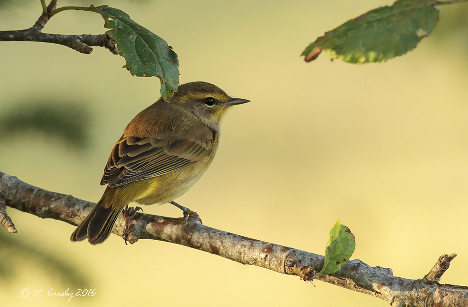 South Shore Birder: Palm Warblers