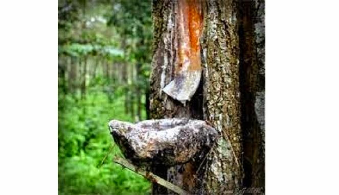 Manfaat Tersembunyi dari Getah Pohon Pinus - Kumpulan Cerita Unik