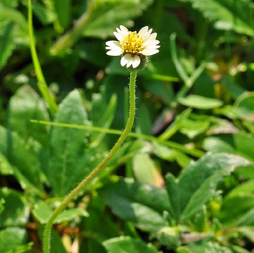 Herb Info Indonesia: Songgolangit Plants to Treat Gout and Joint Pain