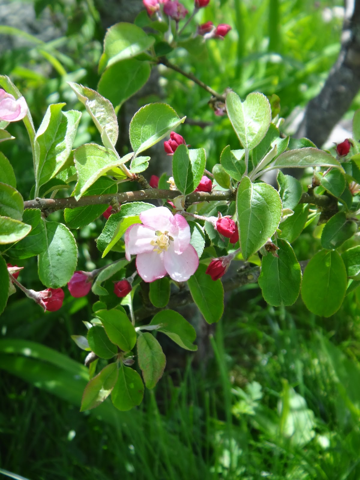 ~Framboise Manor~: june, june, junie, joon, june - jooney, juney, junie ...