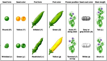 Gregor Johann Mendel - Mendelian genetics | Tips to score