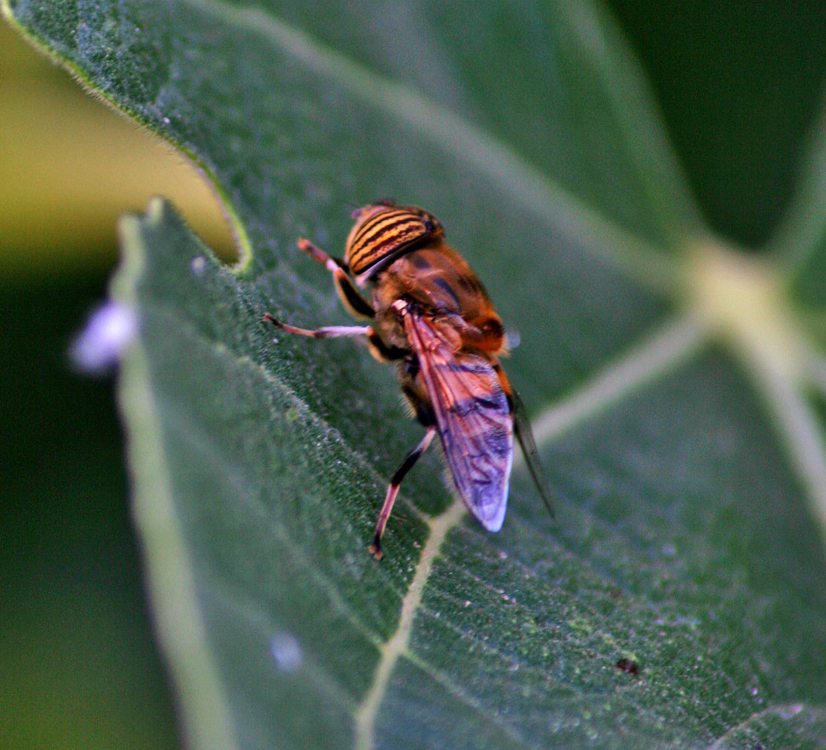 La Faunia de Helena: Insectos