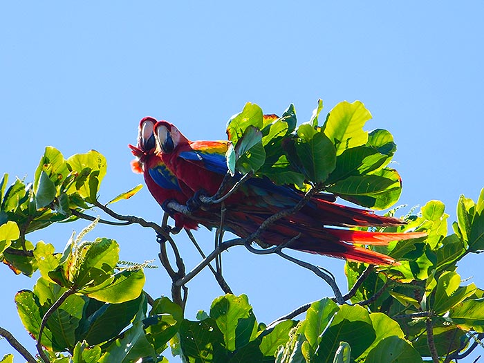 My Roatan - Adventures in Creating Nirvana: beautiful birds visit