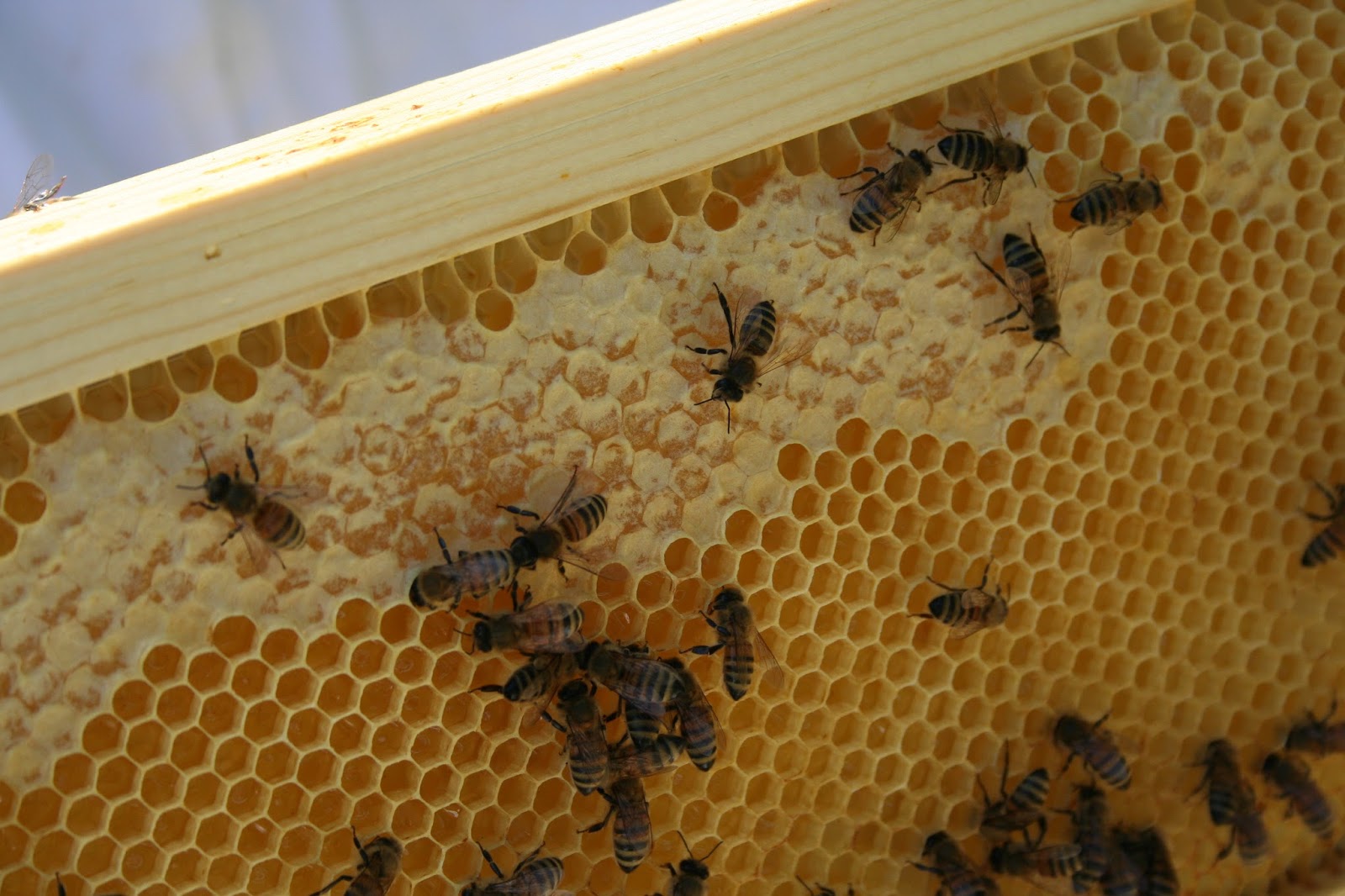 Chicken Scratch Poultry: Checking The Progress Of Our Bee Hives