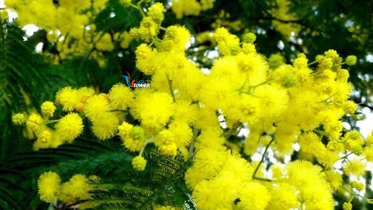 Ý nghĩa hoa Mimosa - Mimosaceae