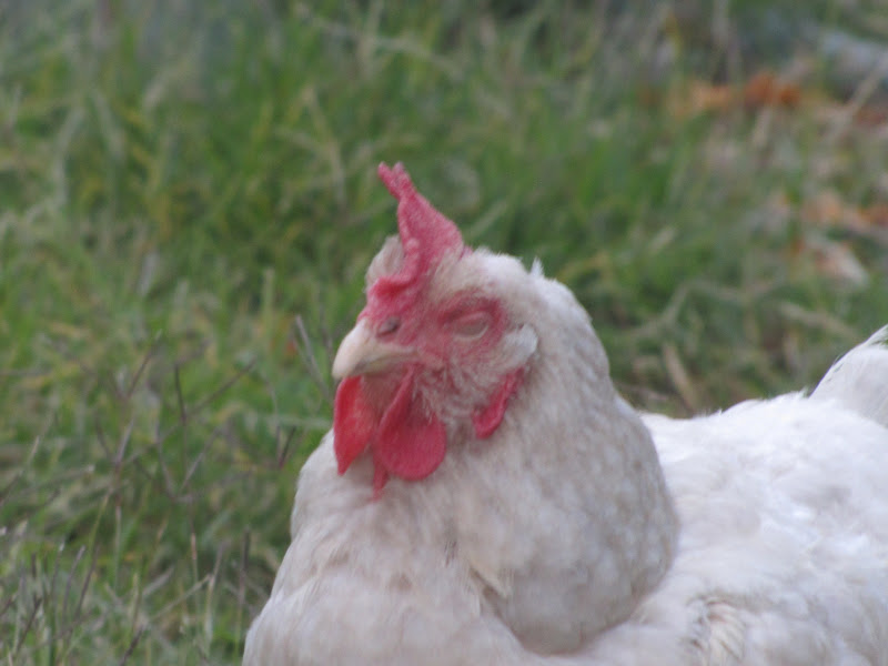 Whit's Flock: National Hug a Chicken Day...Nice Weather Today.