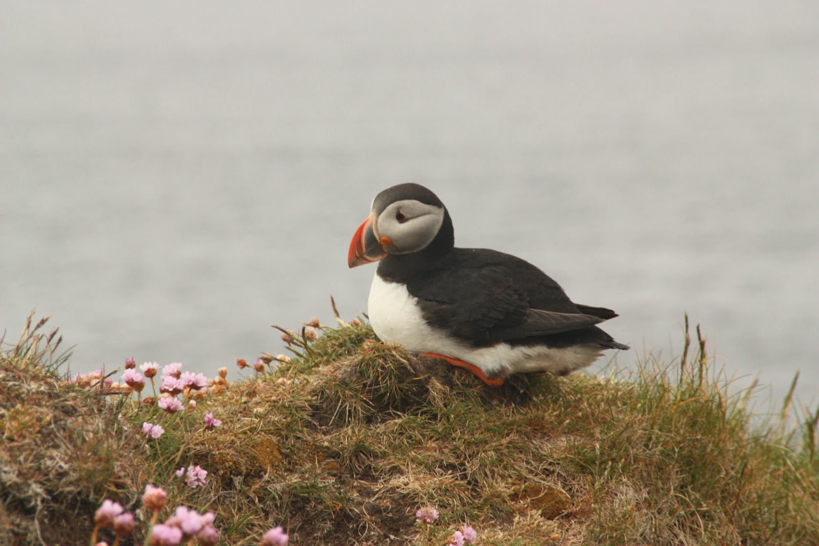The Wildlife Of Orkney