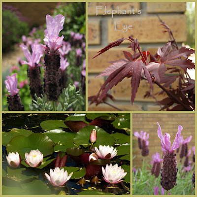 Elephant's Eye: October’s choice