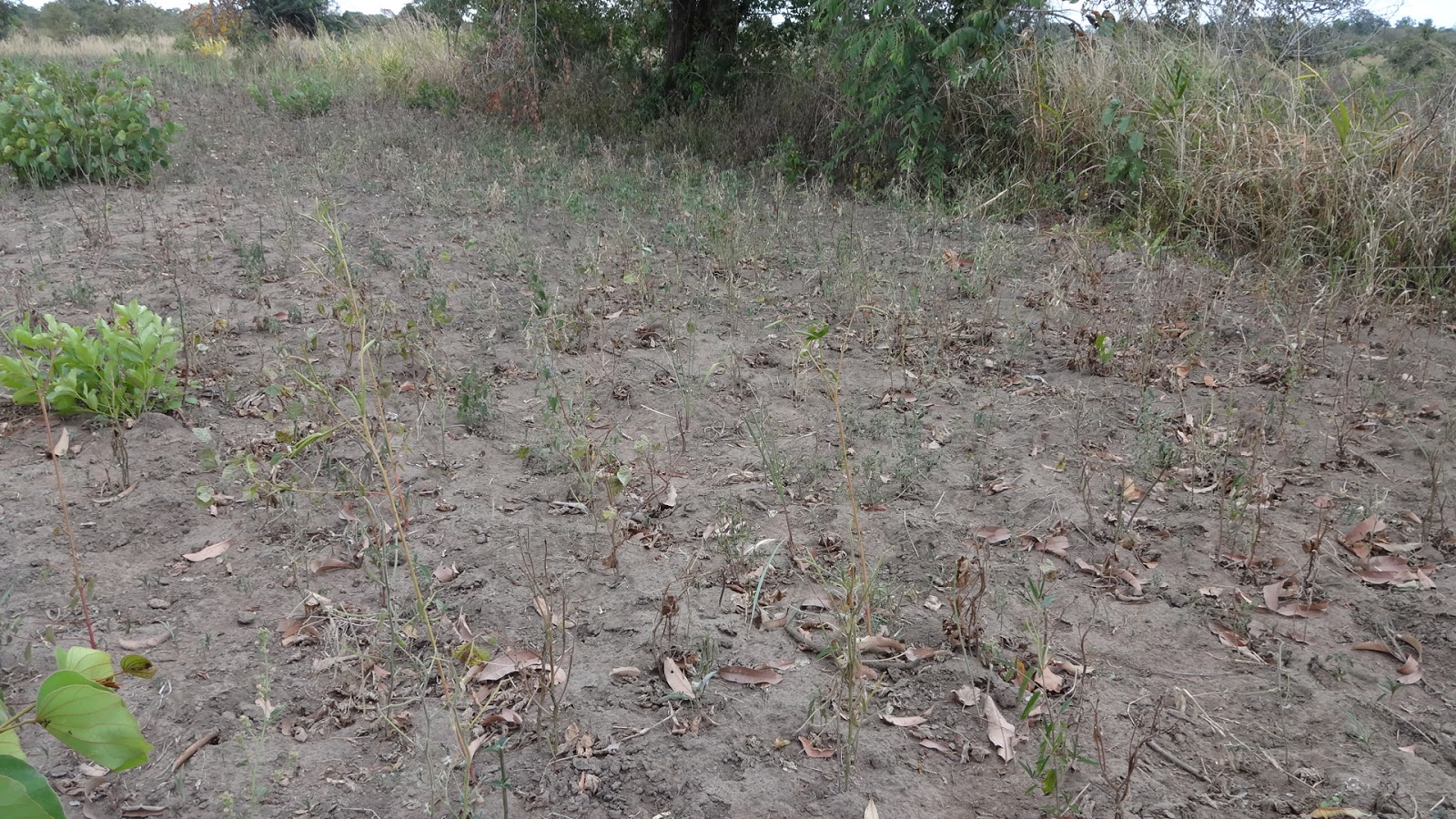 Word and Seed in Uganda: Back Visiting Amuria Farmers