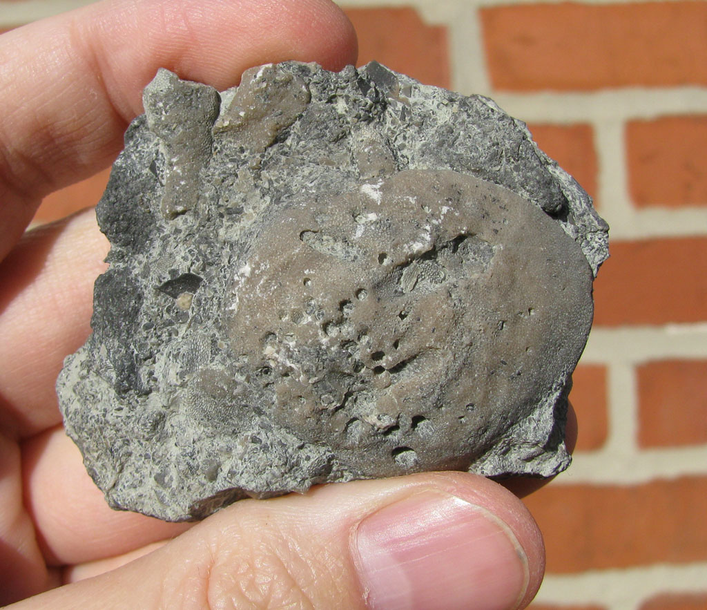 Views of the Mahantango: Trypanites borings in a Prasopora bryozoan ...