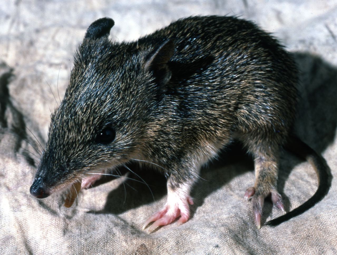 Centre for Fortean Zoology Australia: Bunyip's bandicoots an endangered ...