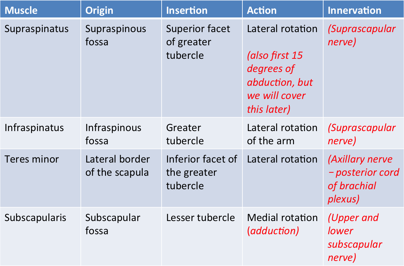 The Rotator Cuff Muscles