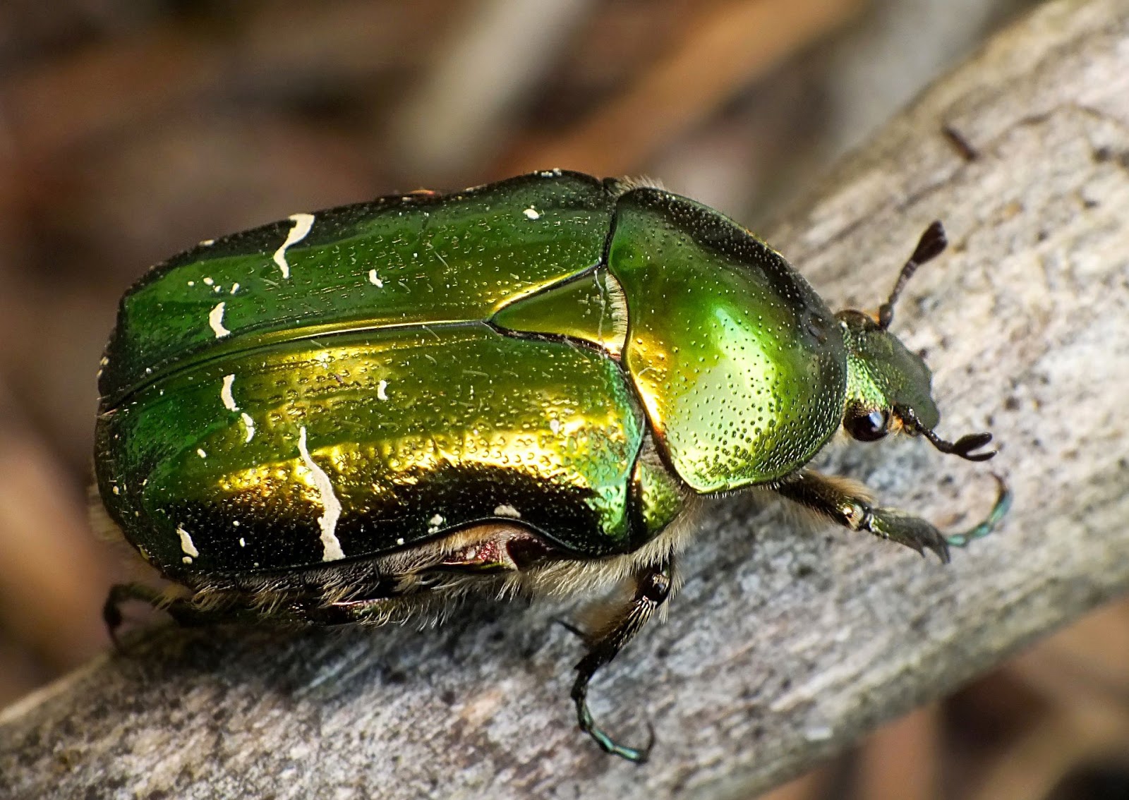 Mitoslavia: Chrząszcze