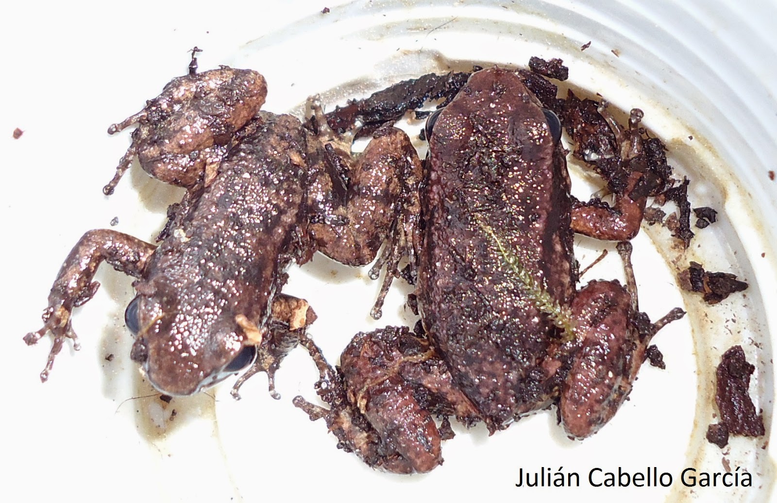 Dendroland: Diario de un Sapito Niñero Oriental (Colostethus Mandelorum)