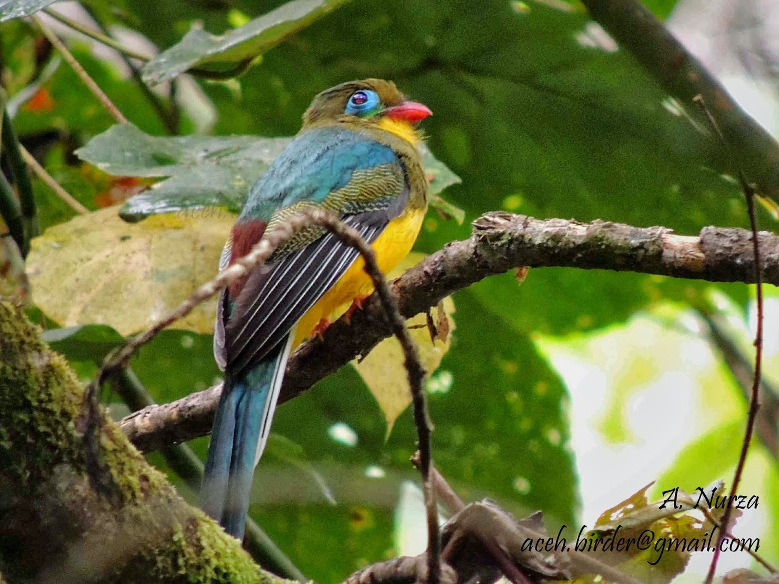 Birding in Sumatra, Birding in Indonesia: BIRDING IN GAYO HIGHLANDS SUMATRA