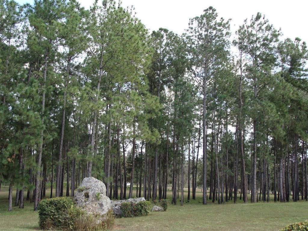 ARQUITECTURA CUBA: El Parque Lenin: cuatro décadas después. Otras ...