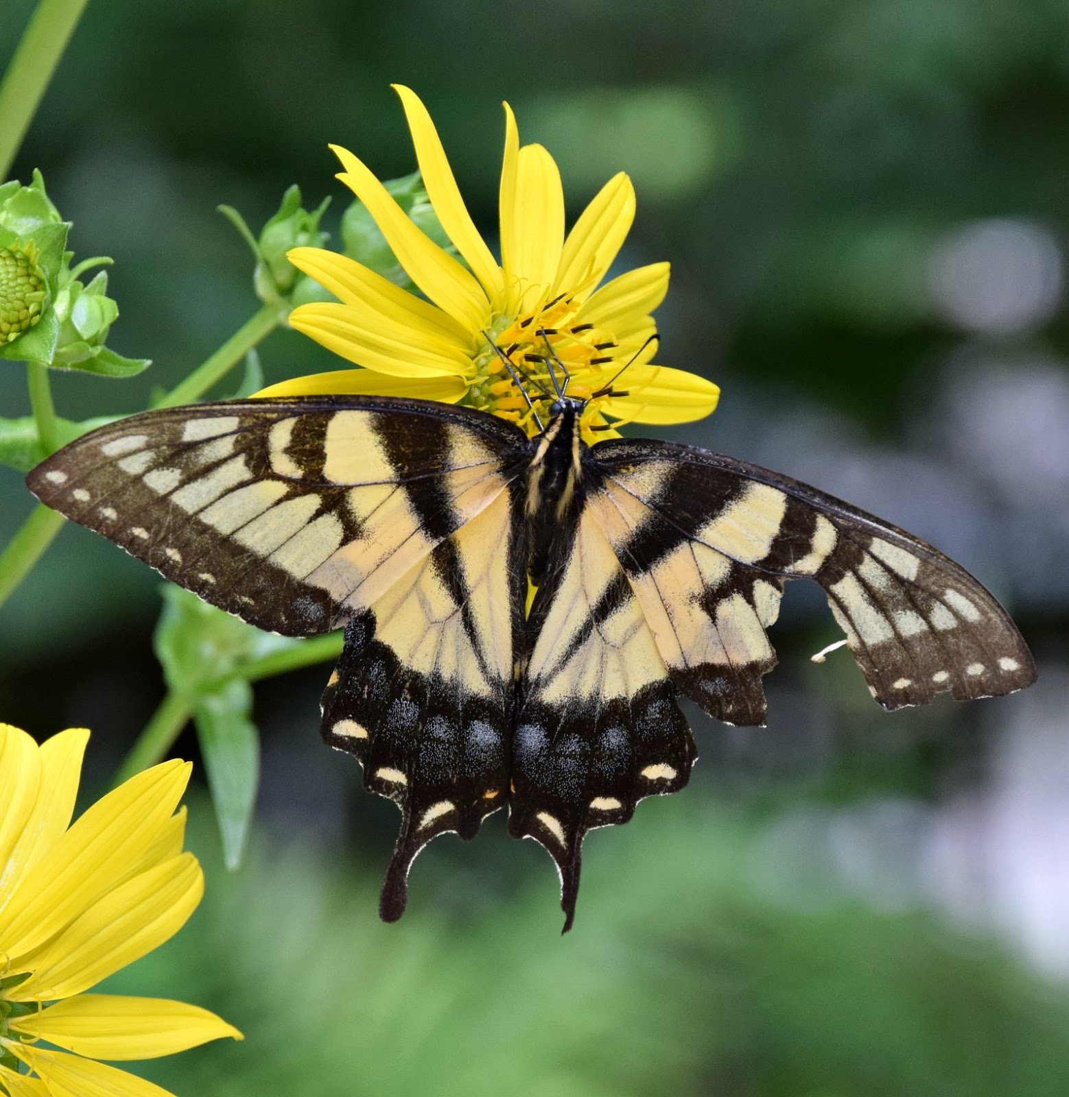 Using Georgia Native Plants: Eastern Tiger Swallowtail – Georgia State ...