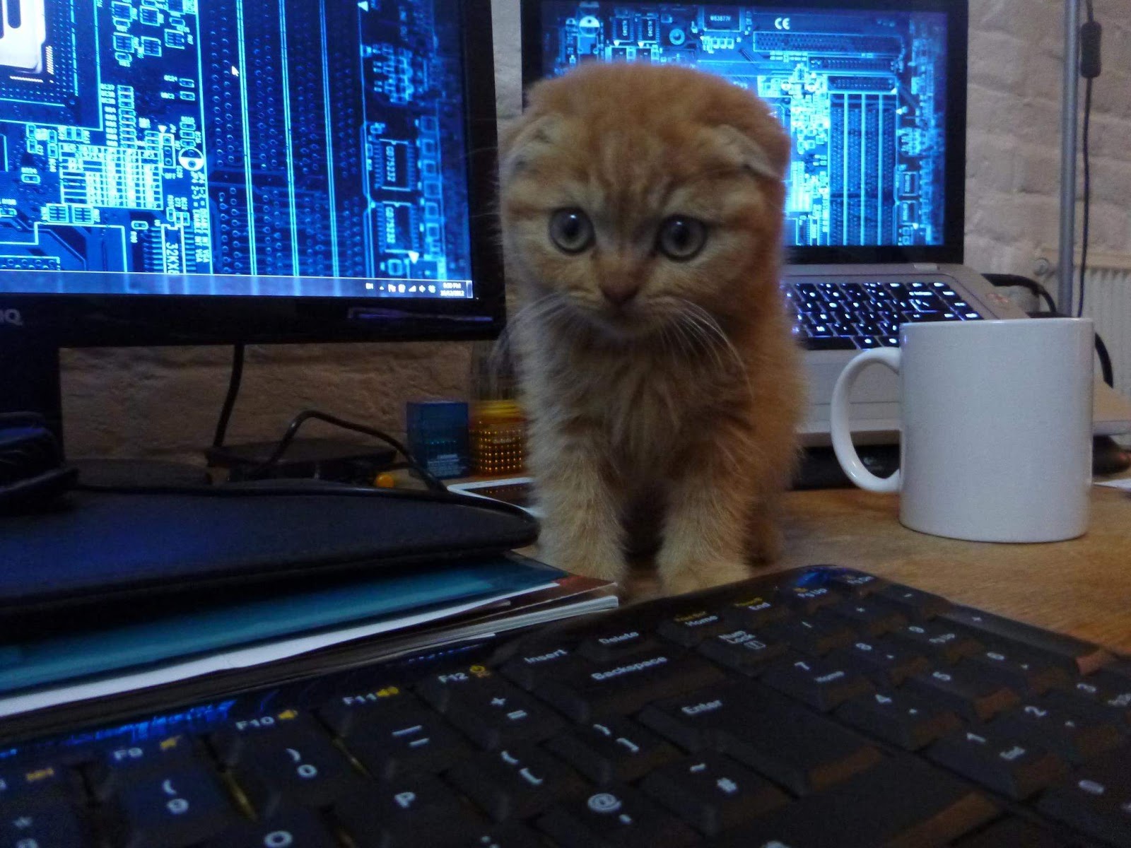 Funny cats - part 321 (40 pics + 10 gifs) | Amazing Creatures