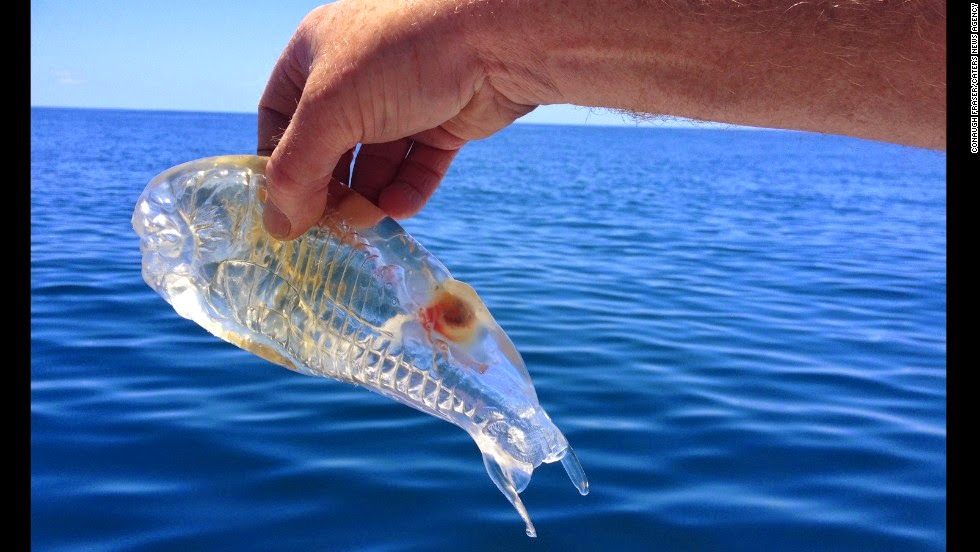 MISTERIOS EN EL FONDO DEL MAR: LOS MISTERIOS MAS DESTACADOS EN EN FONDO ...