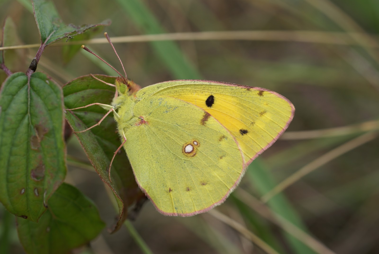 Butterfly Pictures: Clouded Yellow – Colias croceus
