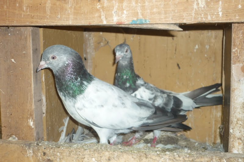 Golden Kabootar | Tiger Pigeons | Hammad Lodhi | 0300-4635788 ~ Pigeons ...