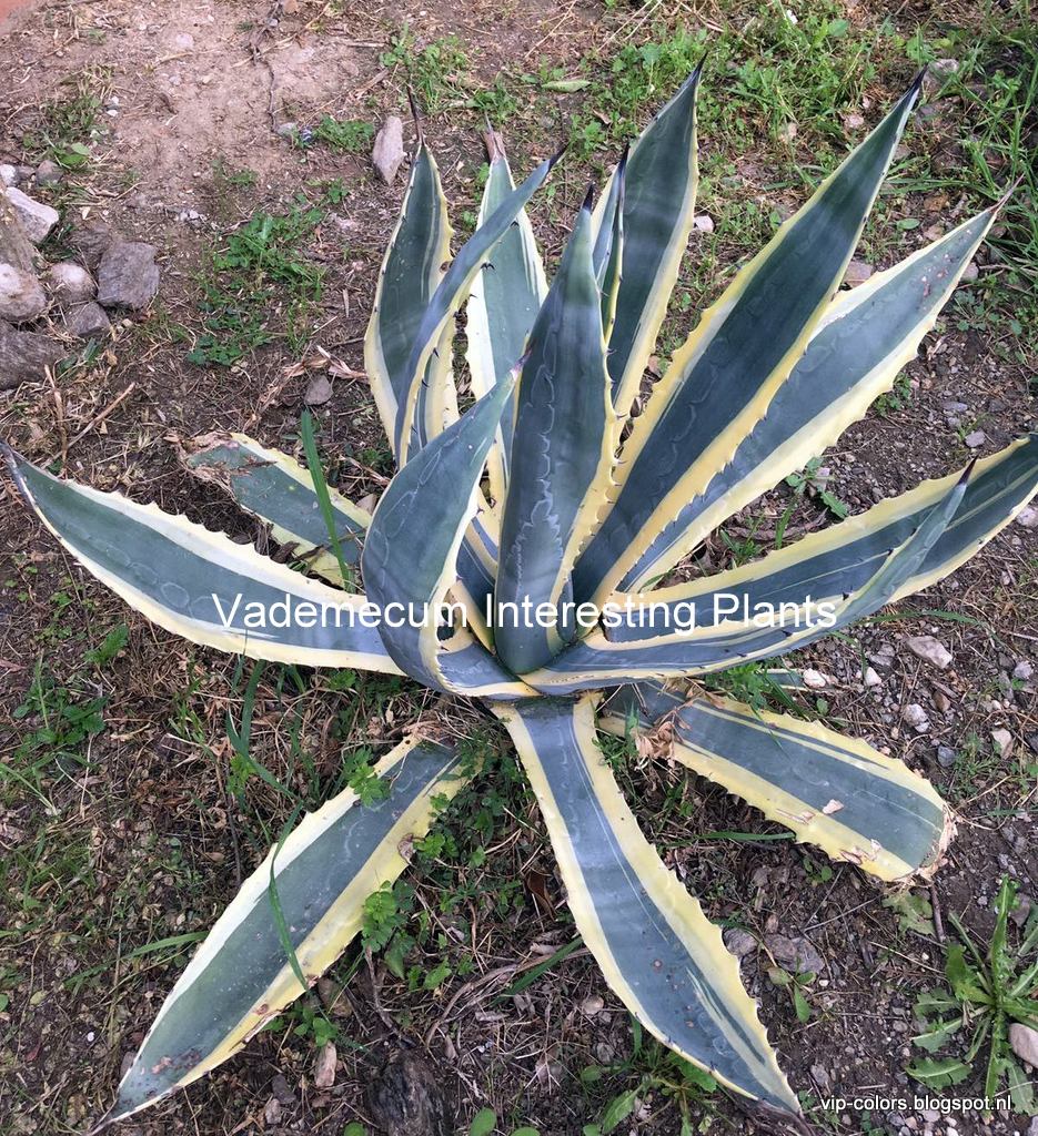 Vademecum Interesting Plants: Agave (soorten) - Agawa (gatunki)