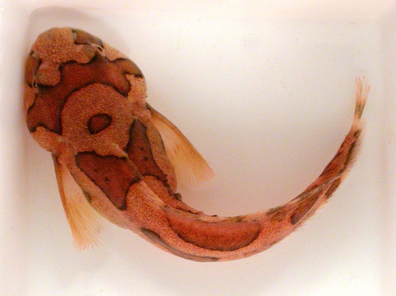 Artes de Pesca: ACTINOPTERYGII