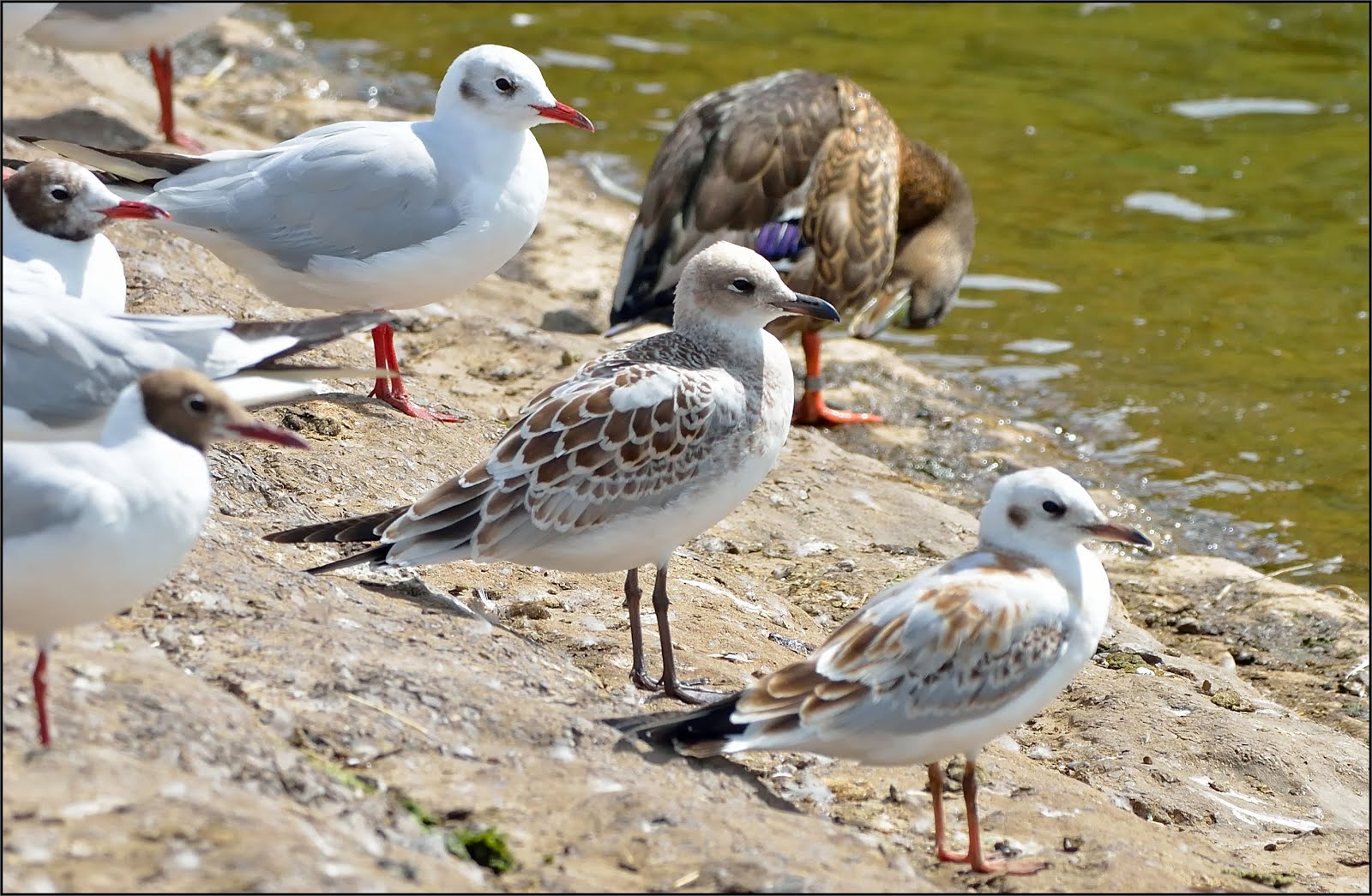 AVON BIRDS: 29-07-19 Monday - Mediterranean Gulls