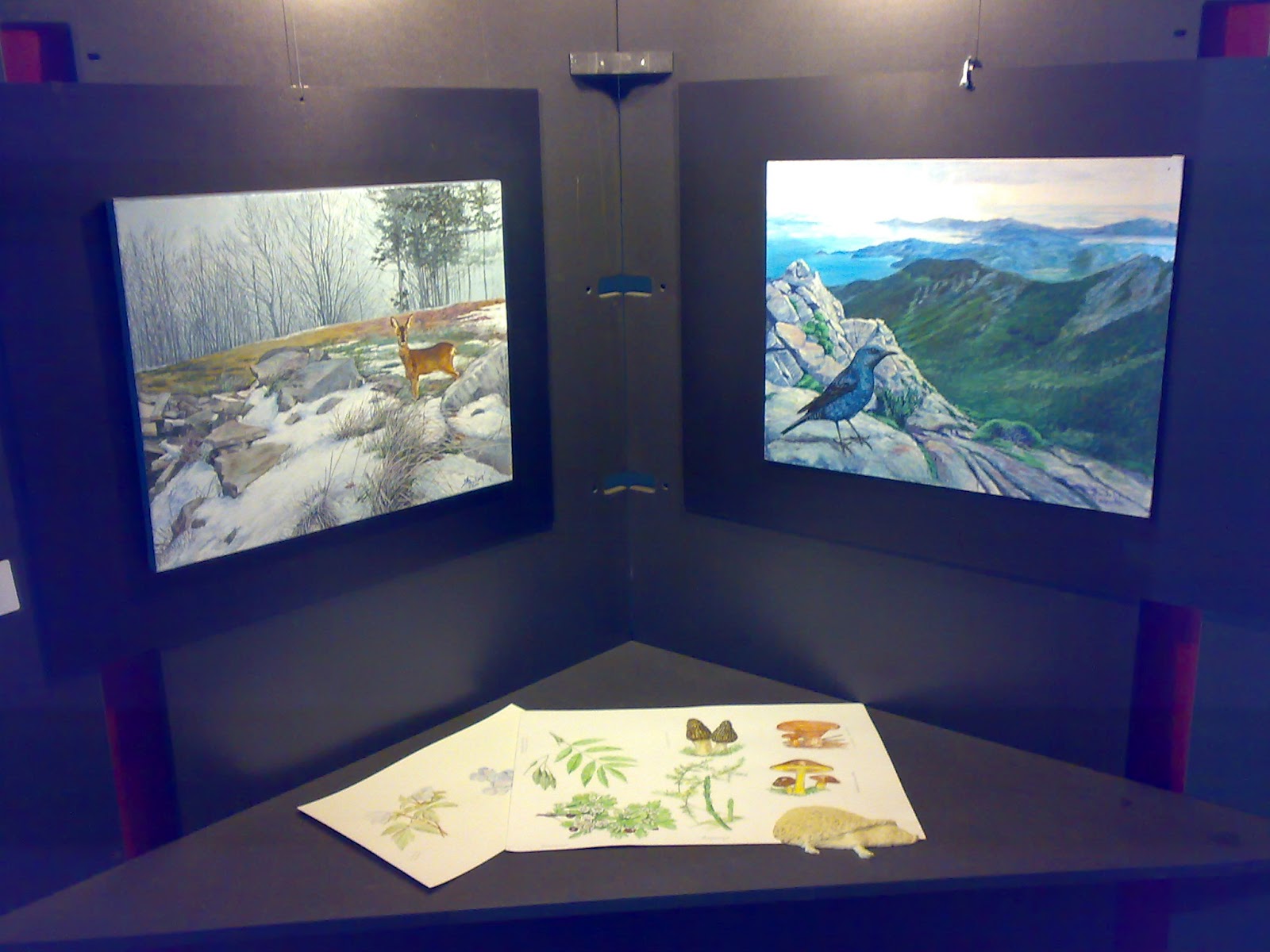 Alessandro Sacchetti - Wildlife Painter: La tappa della mostra "in ...