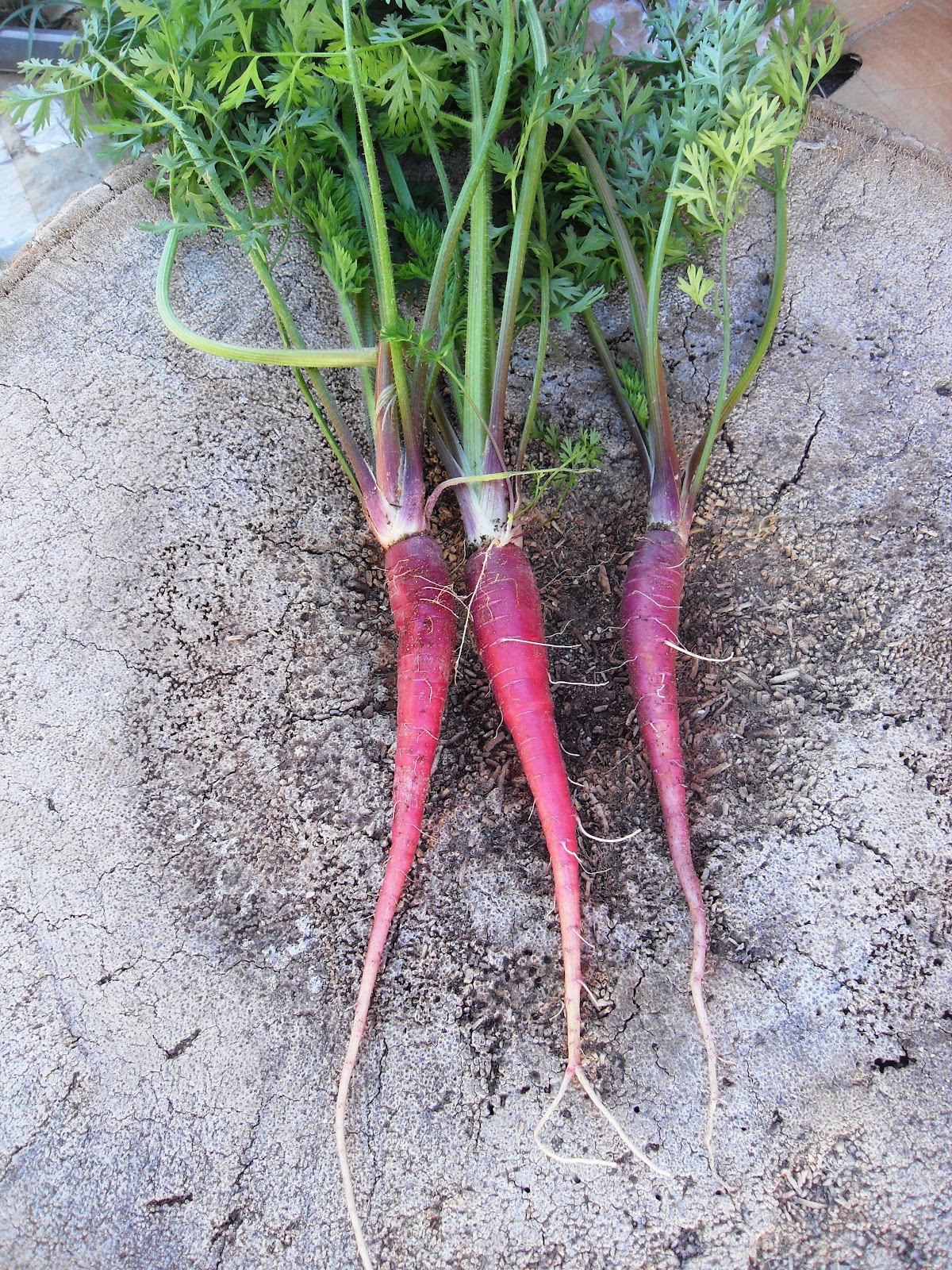 The Scientific Gardener: 7/1/12 - 8/1/12