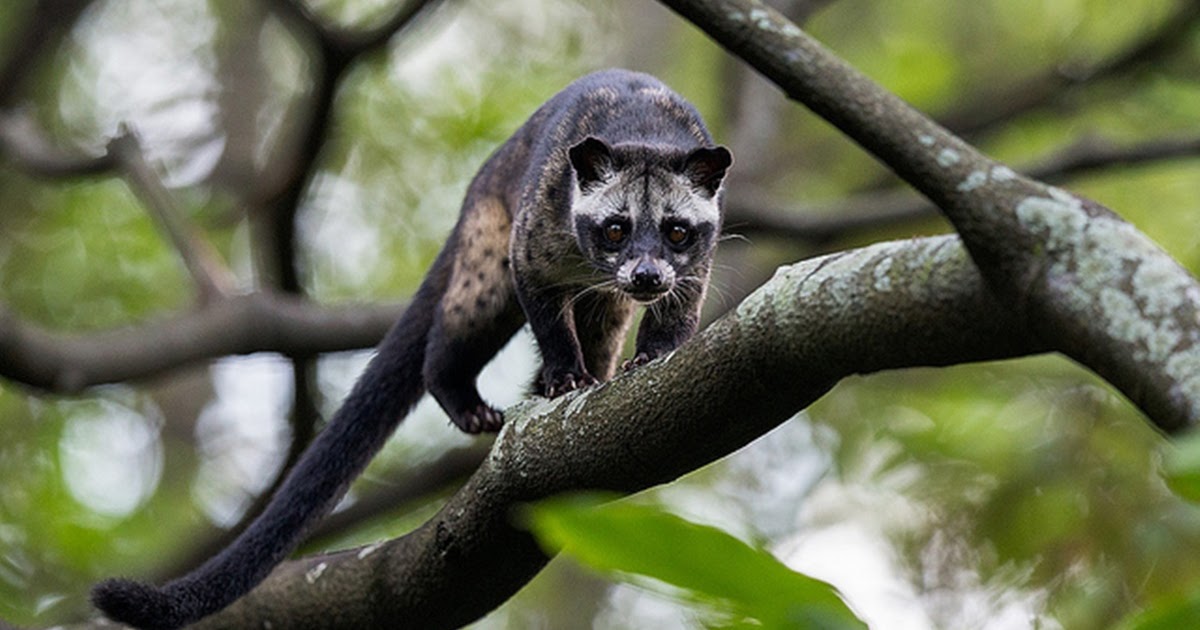 Sahabat Satwa: Musang Pandan