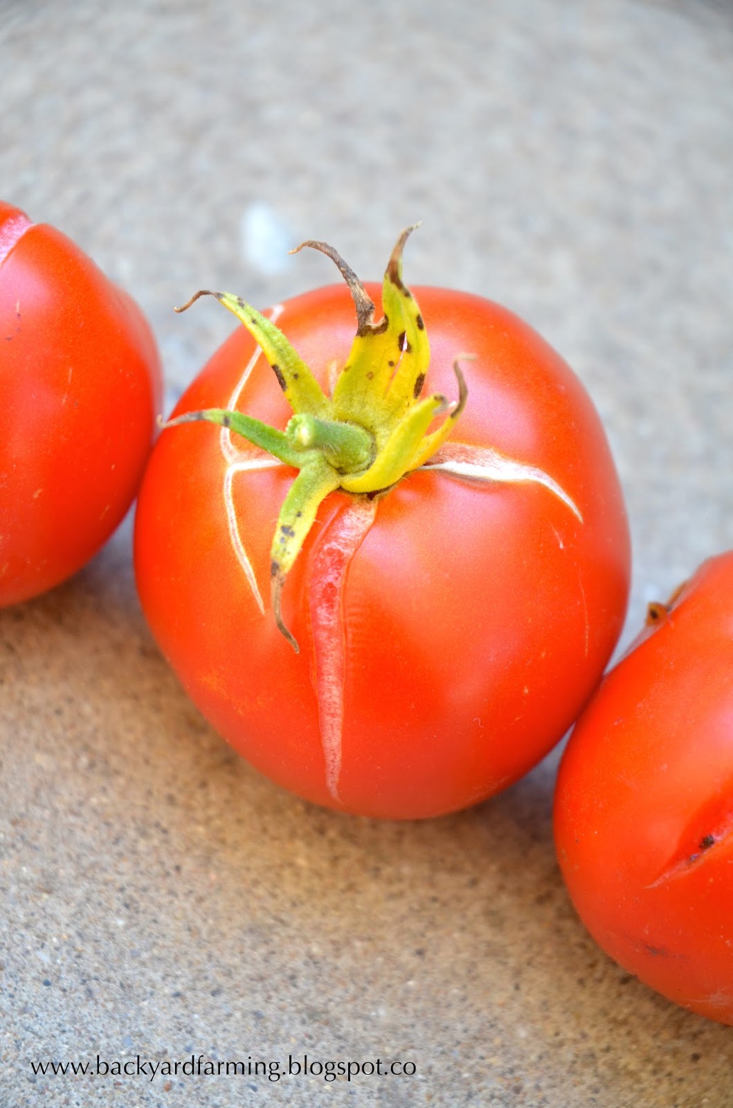 Backyard Farming: Check tomatoes for damage after heavy rains