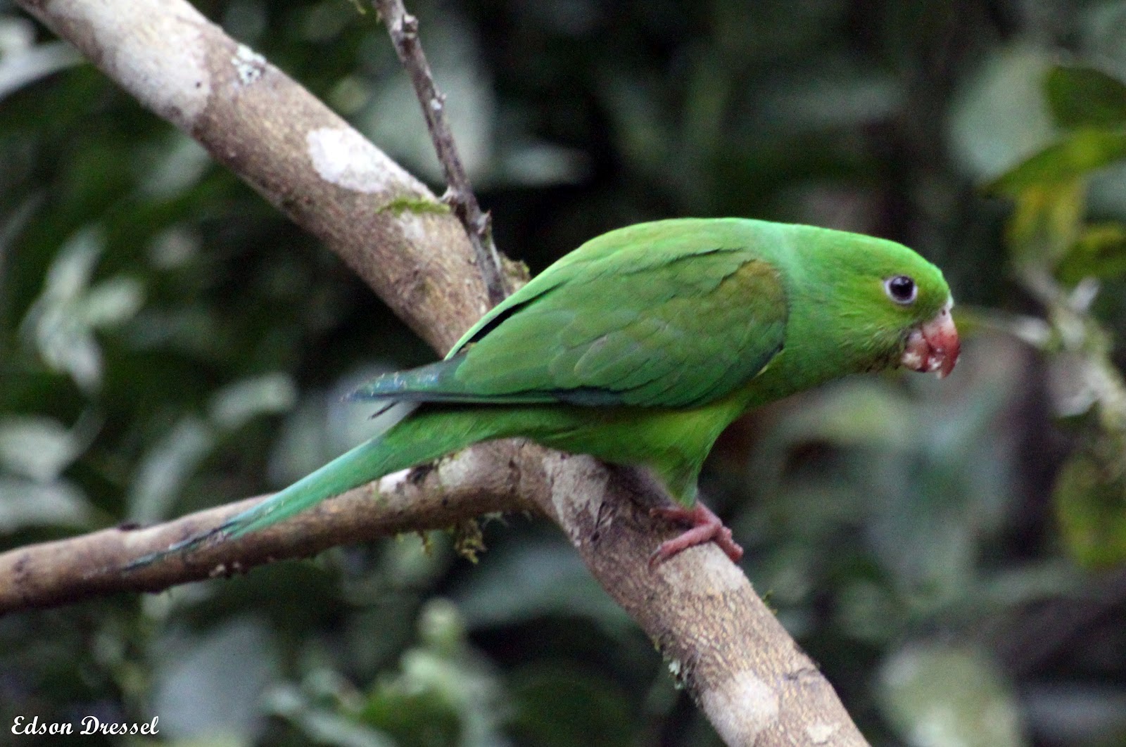 COAMA - Clube dos Observadores de Aves da Mata Atlântica - Joinville ...