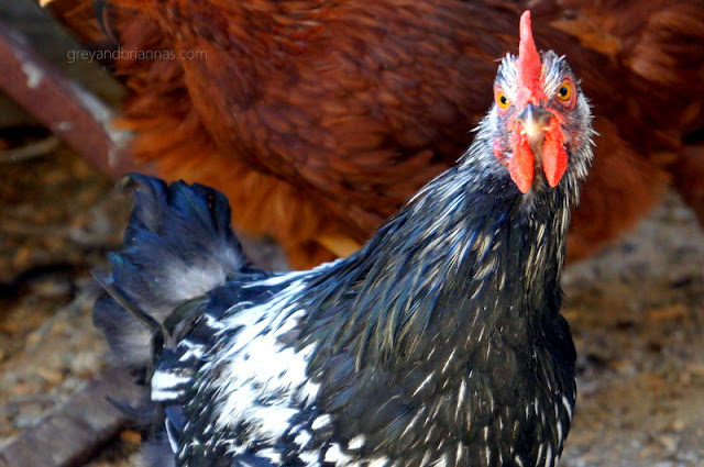 Tilly's Nest: Down Home Blog Hop~Number 40 + A Fairy Garden