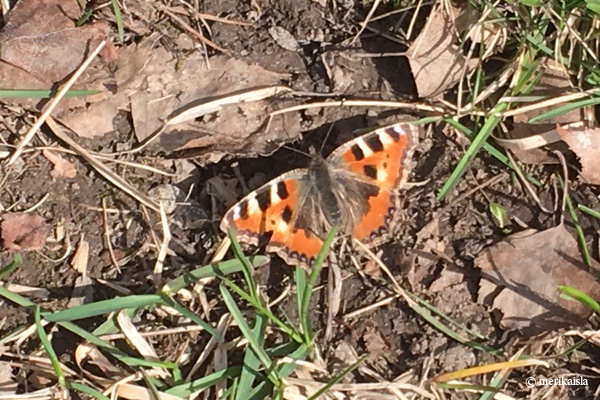 Merikaisla tuulessa : Perhosten kevätlentoja ja koivun mahlaa