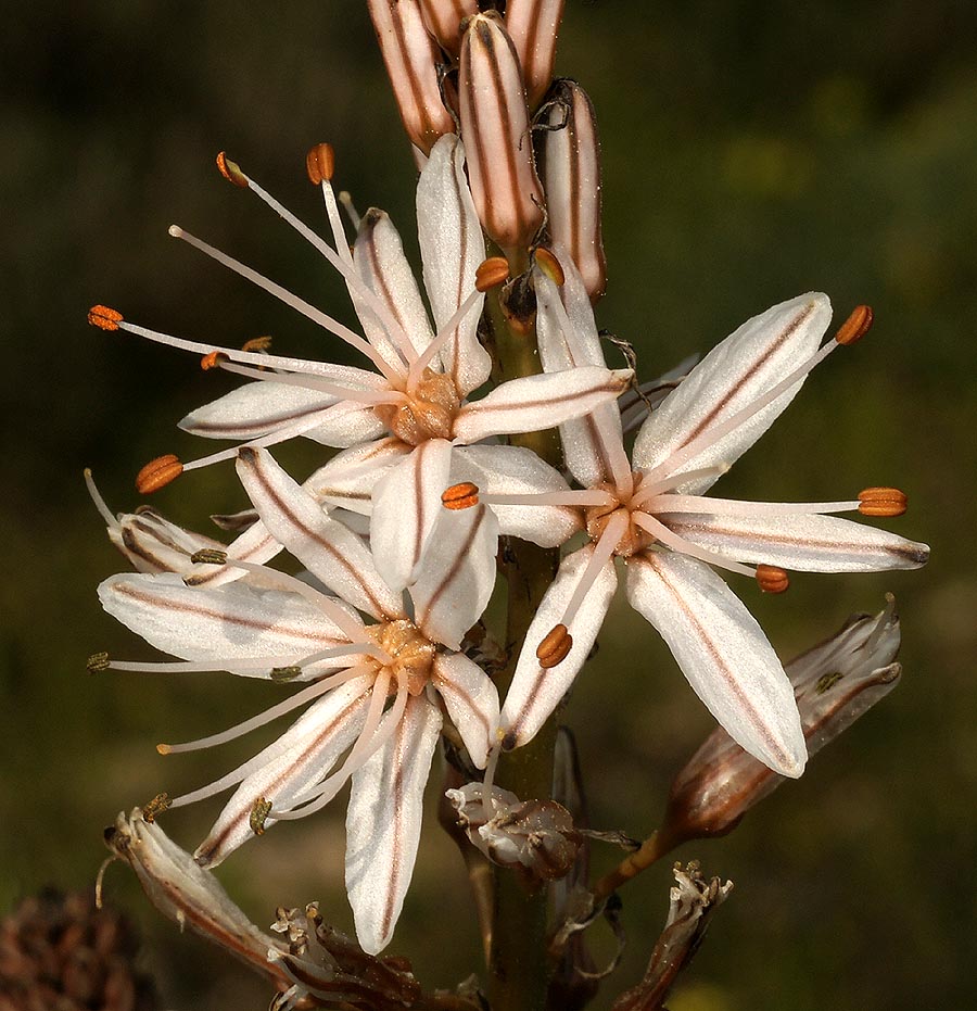 Flora Attica: Asphodelus ramosus L. subsp. ramosus