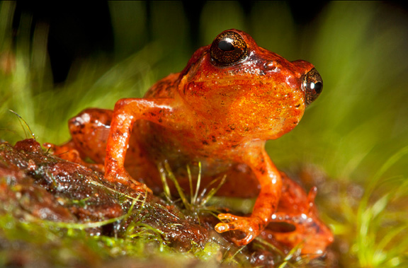 Traveler Guide: Singing Frogs Found in Haiti
