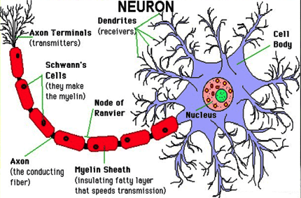 Jaringan Saraf (Neuron) Badan Sel Dan Dendrit - Biologisites