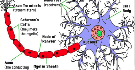 Jaringan Saraf (Neuron) Badan Sel Dan Dendrit - Biologisites