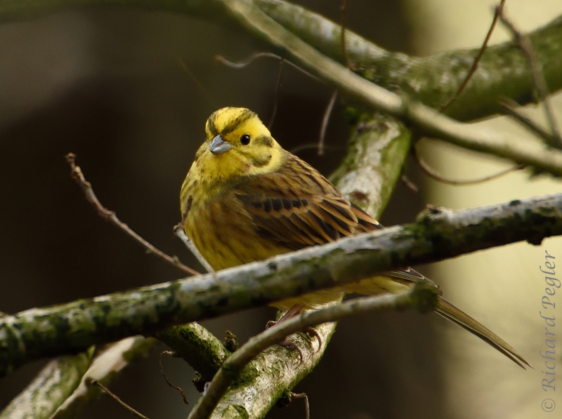 Pegler Birding: Oakthorpe Colliery - on 16th January, 2018
