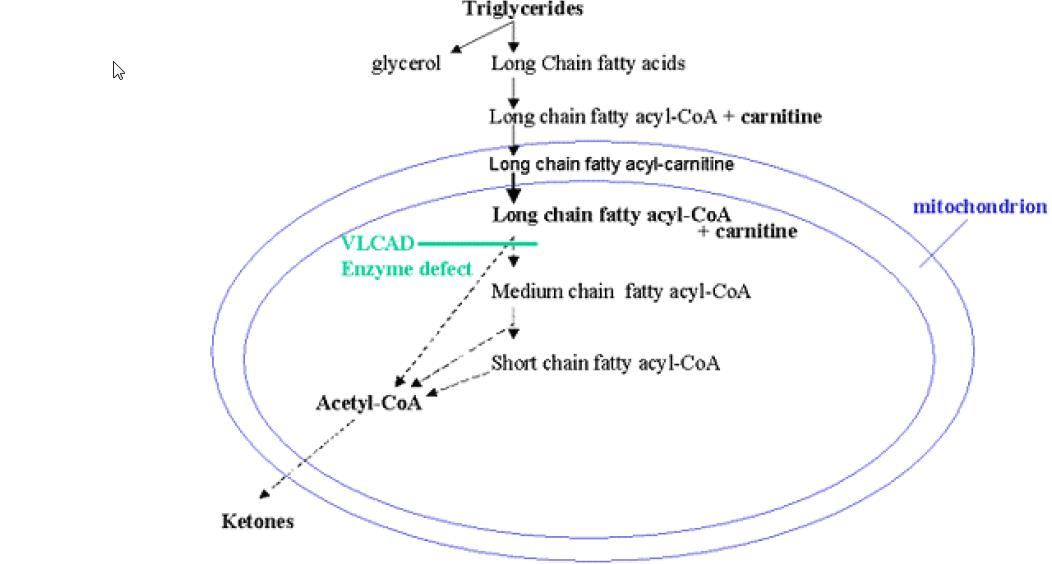 brenfirah: VLCAD Deficiency