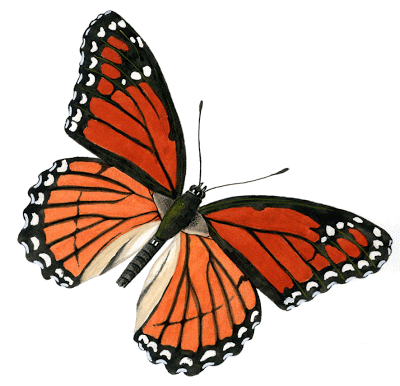 TRIBUNA BERGUEDANA: LA PETITA PAPALLONA