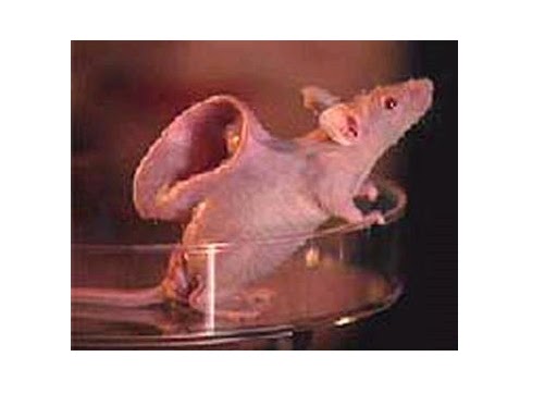 Animal Nica Med: Animales Transgénicos - Genética e Inmunología Veterinaria