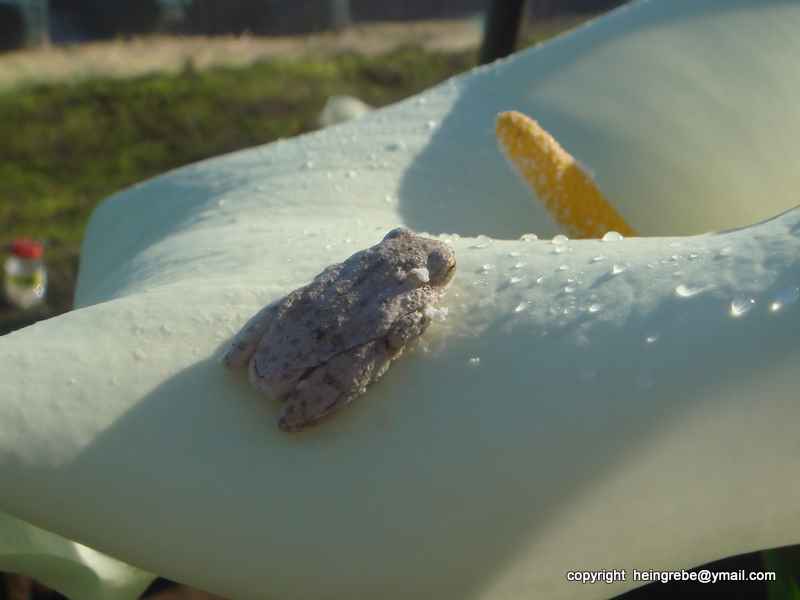 Sharing flower bulb information: Frogs and Arum lilies