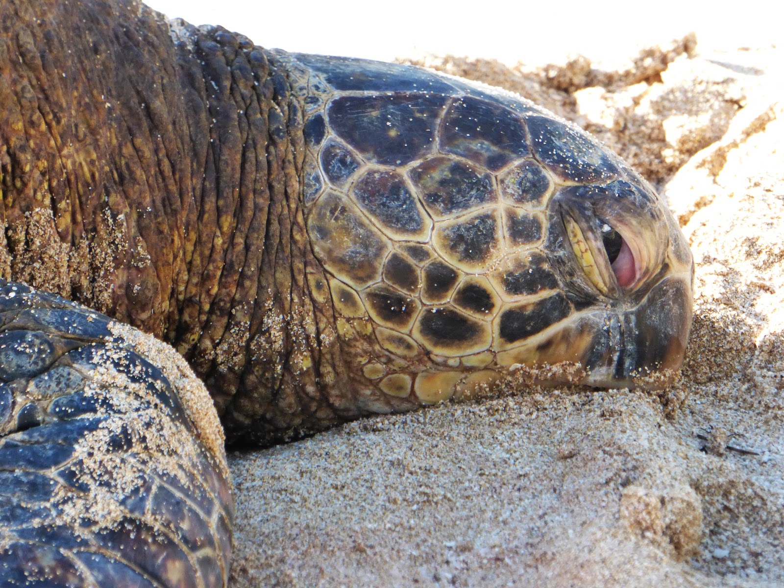 Geotripper: It's World Turtle Day! Honu, the Hawaiian Green Sea Turtle