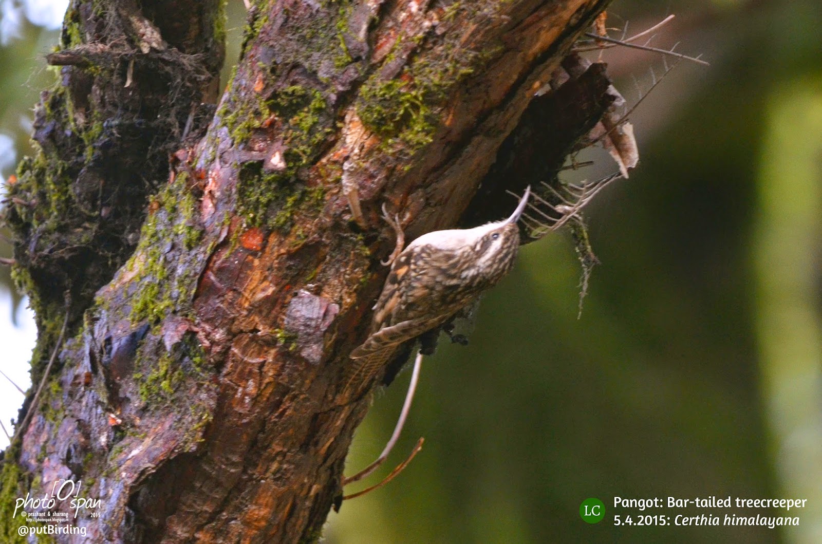 Bar-tailed treecreeper : Certhia himalayana | Photo Span