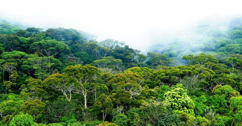 Sinharaja Rain Foresst