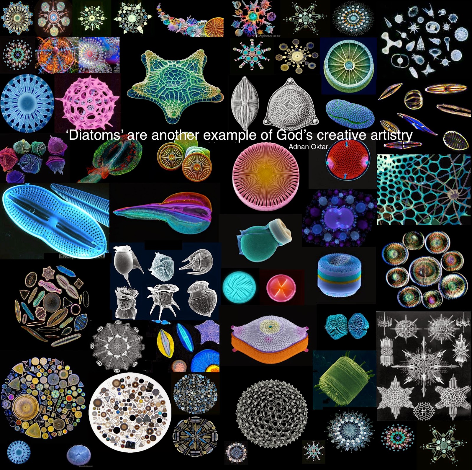 Harun Yahya - Pakistan: Diatoms are another example of God’s creative ...