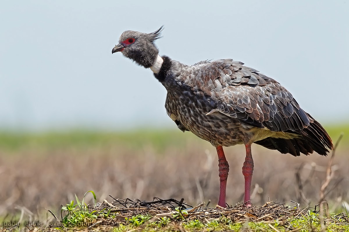 mis fotos de aves: Chauna torquata Chajá Southern Screamer